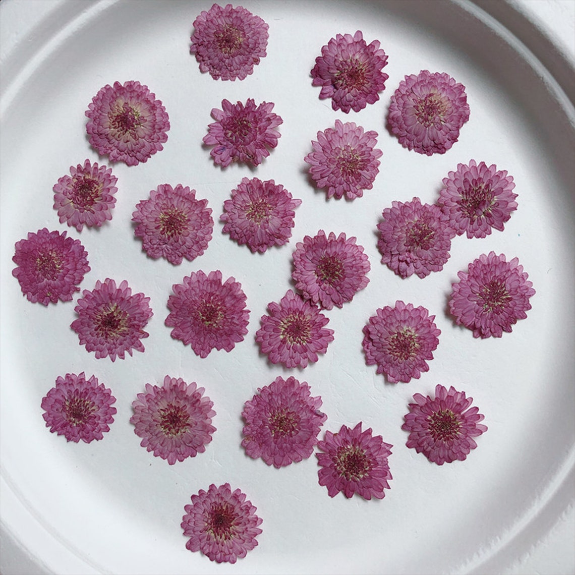 Purple Chrysanthemum,pressed Flowers,dried Flowers,dry Flowers,flowers ...