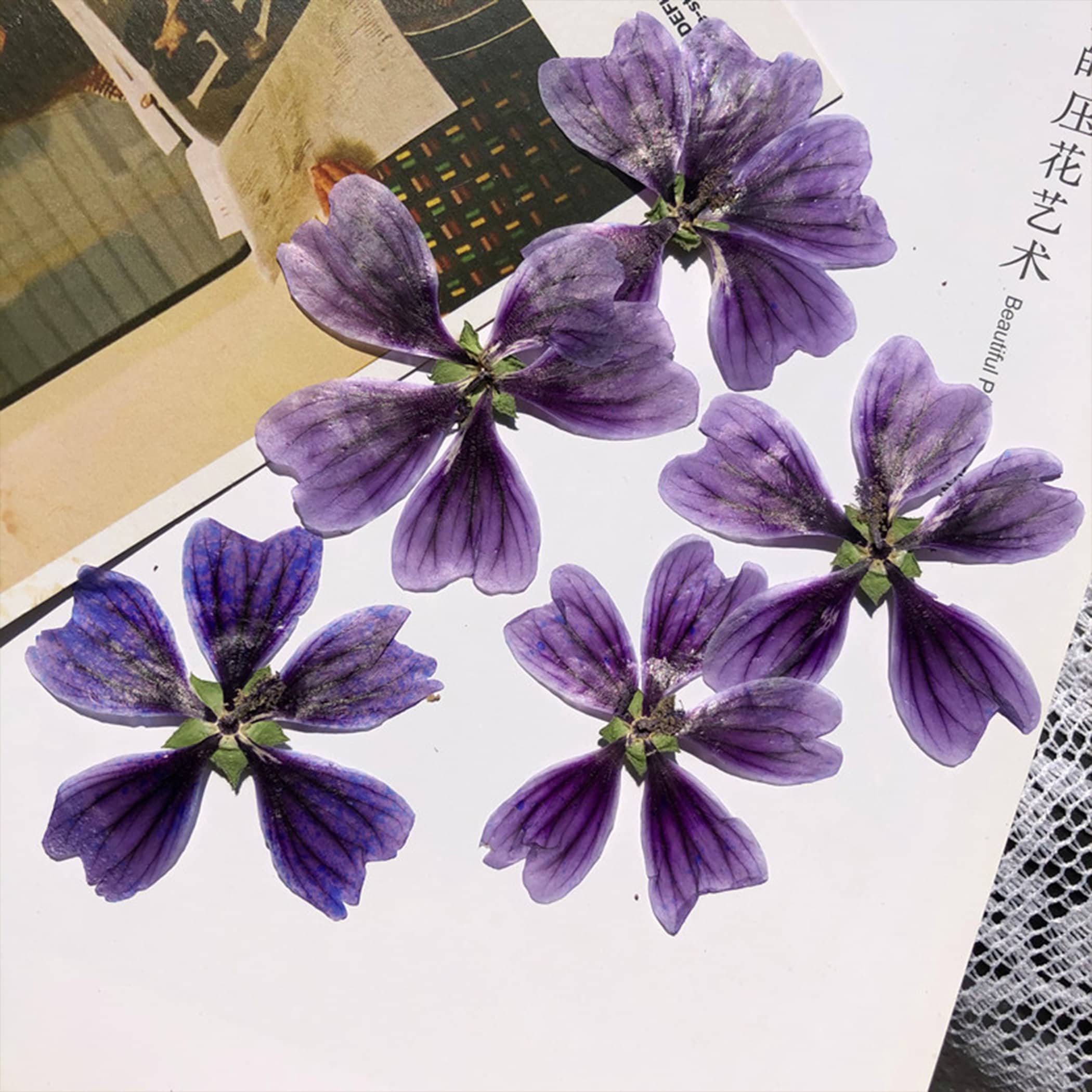 Flores prensadas de malva, flores prensadas, flor seca prensada, flor ...