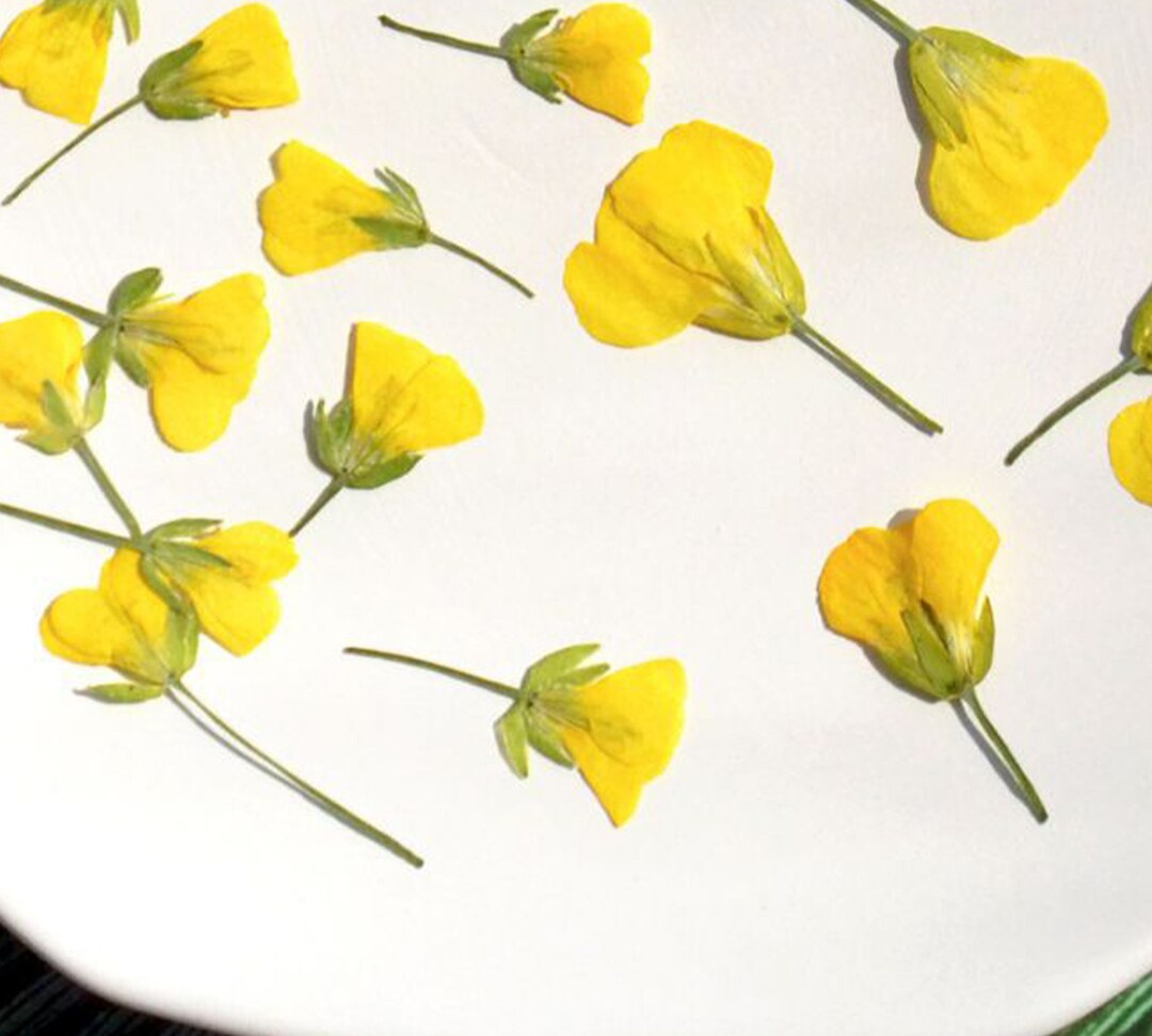 Canola Flowers ,pressed Flowers,dried Flower,dry Flowers,flower,pressed ...