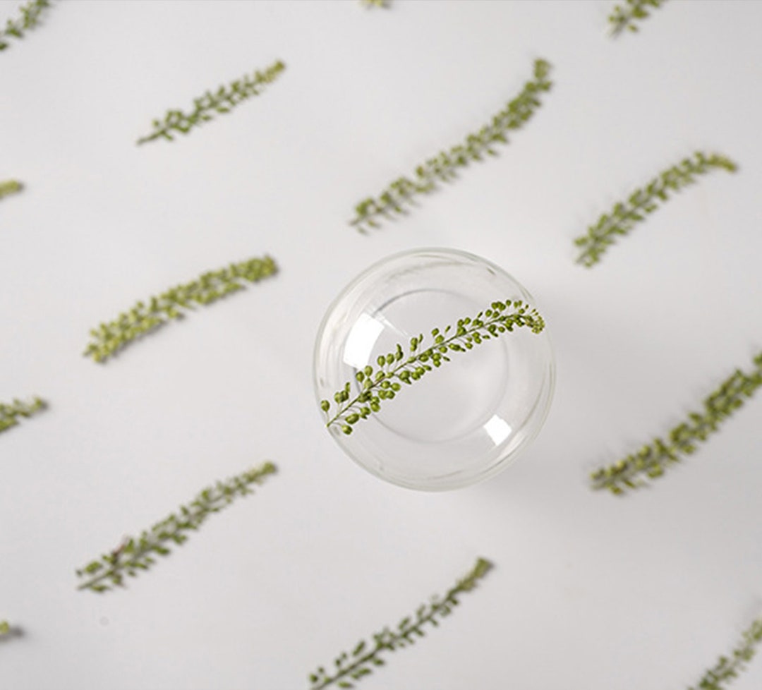 Lepidium Apetalum,pressed Flowers,dried Flowers,dry Flowers,flowers ...