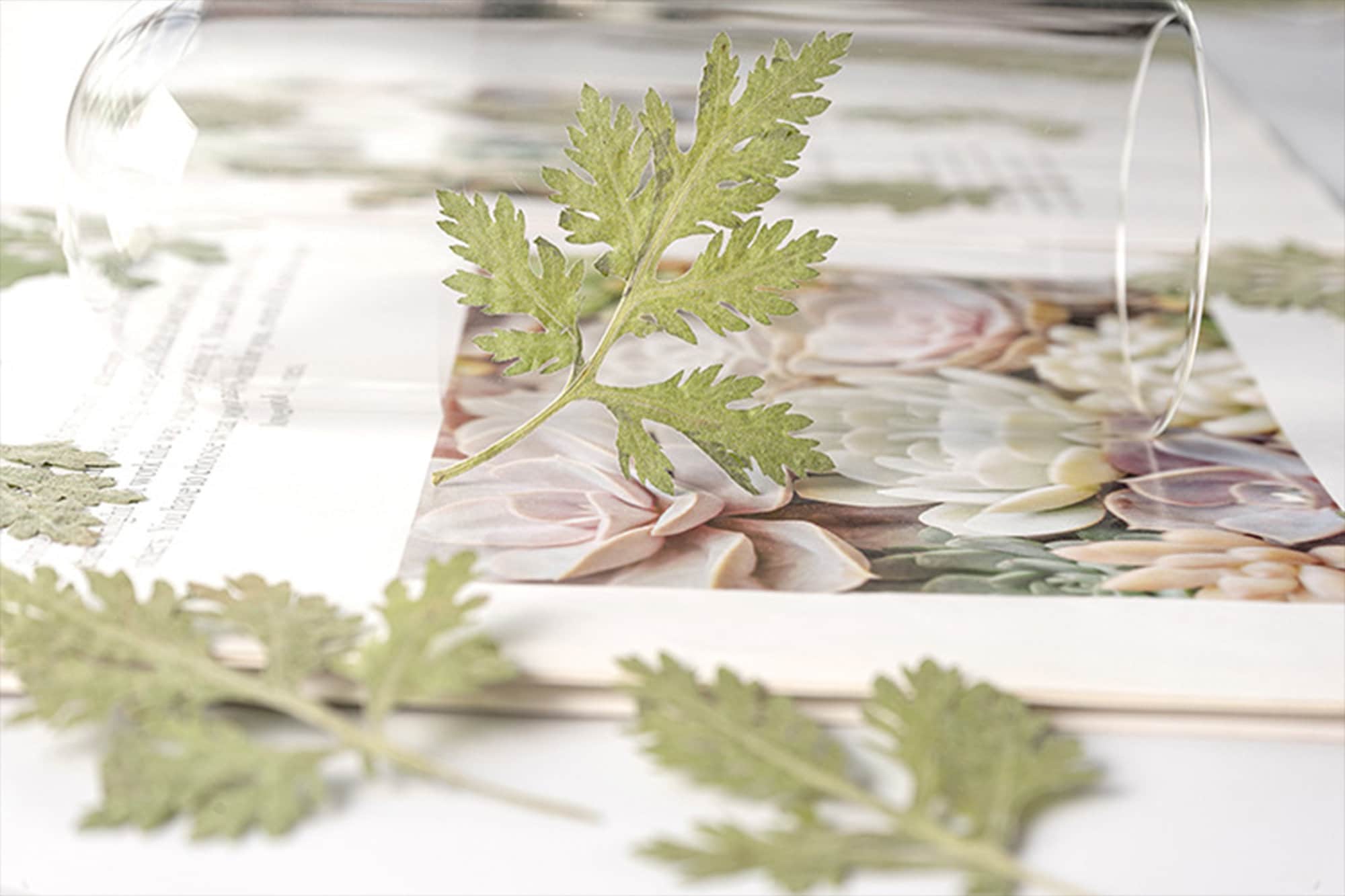 Hoja de crisantemo flor prensada flores secas flores secas - Etsy España