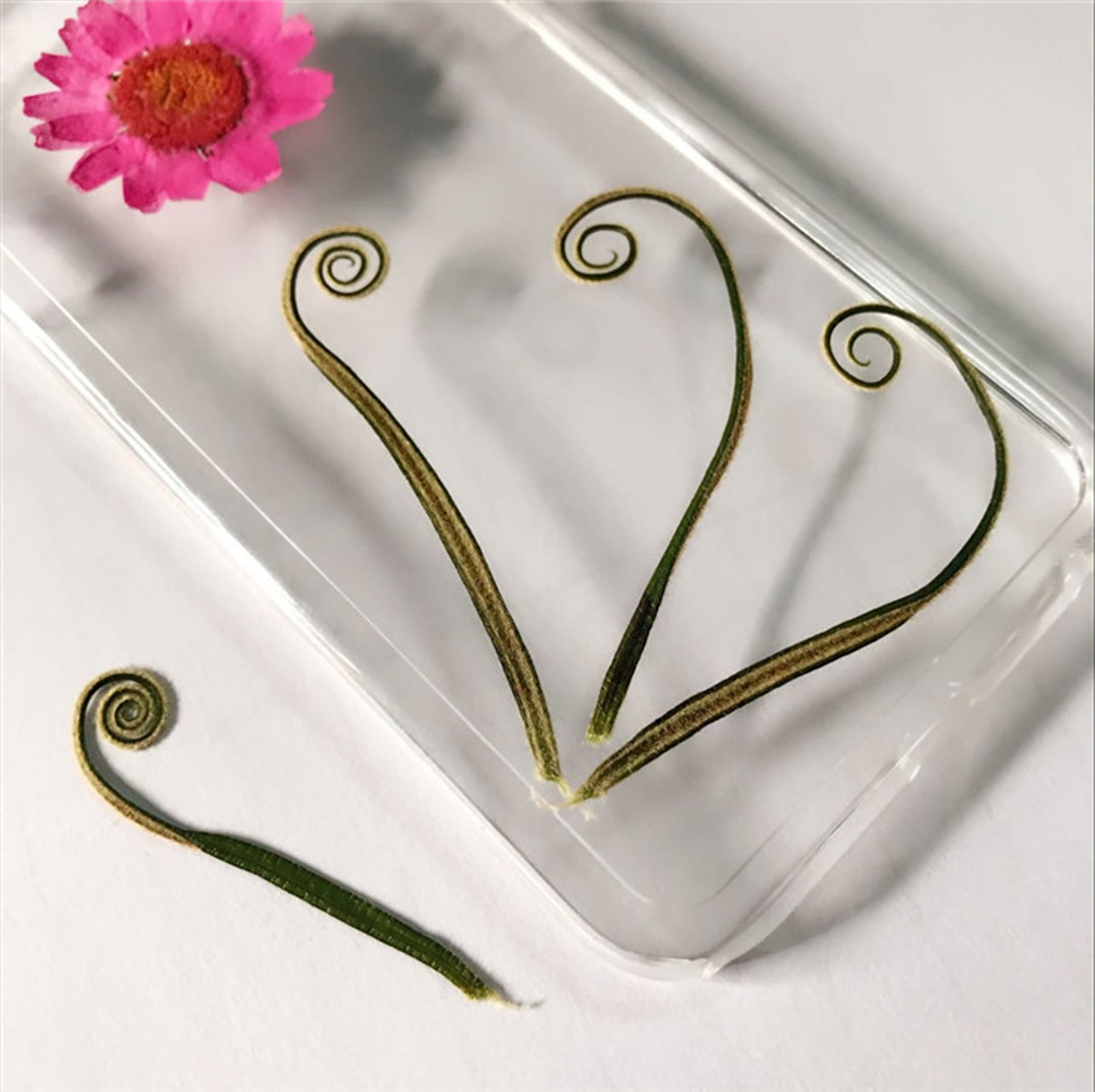 Cycads Roll Pressed,pressed Flowers,dried Flowers,flower,dry Flower ...