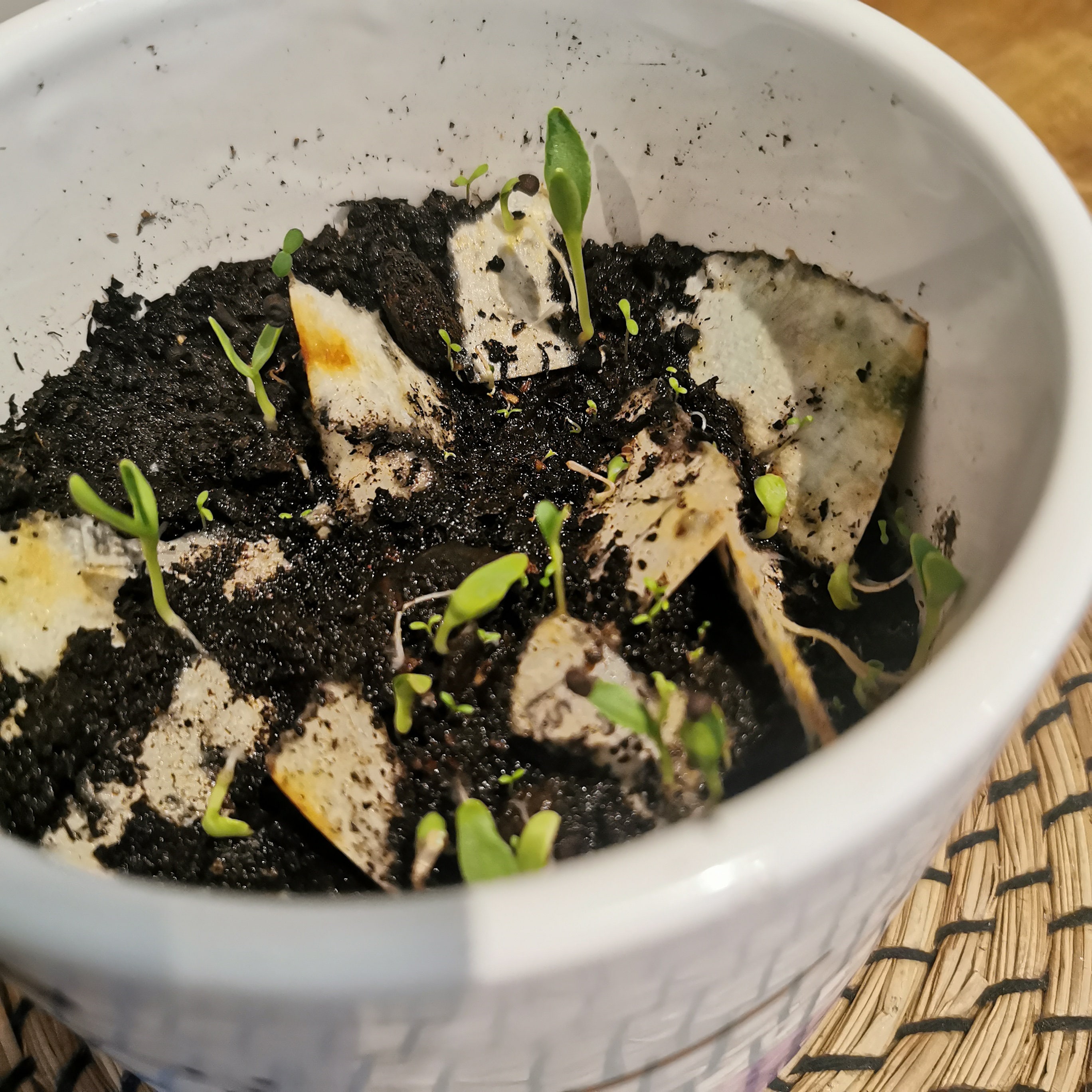 Plantable Flower Seed Paper Cards Sympathy Friends - Etsy UK