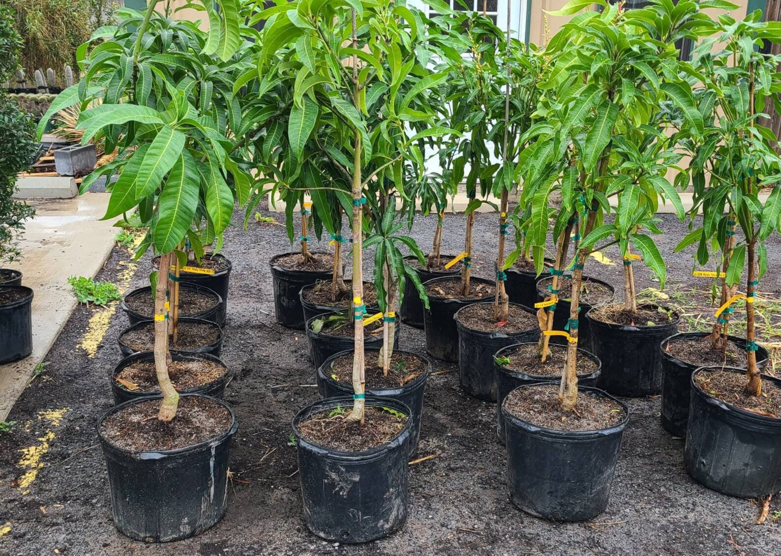 Arboles de mango injertados listos para producir Varía | Etsy