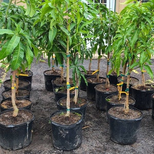 Grafted Mango Trees Ready to Produce Varies from Size All | Etsy