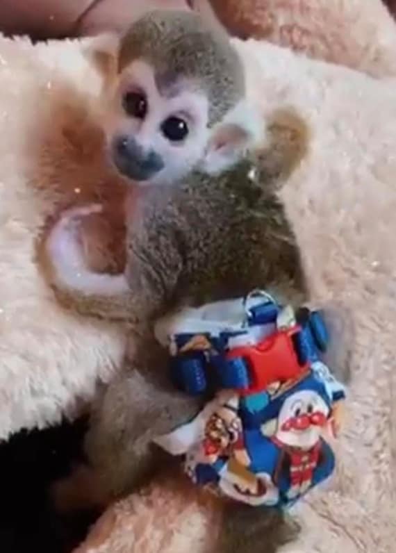 Cute Baby Monkeys In Diapers