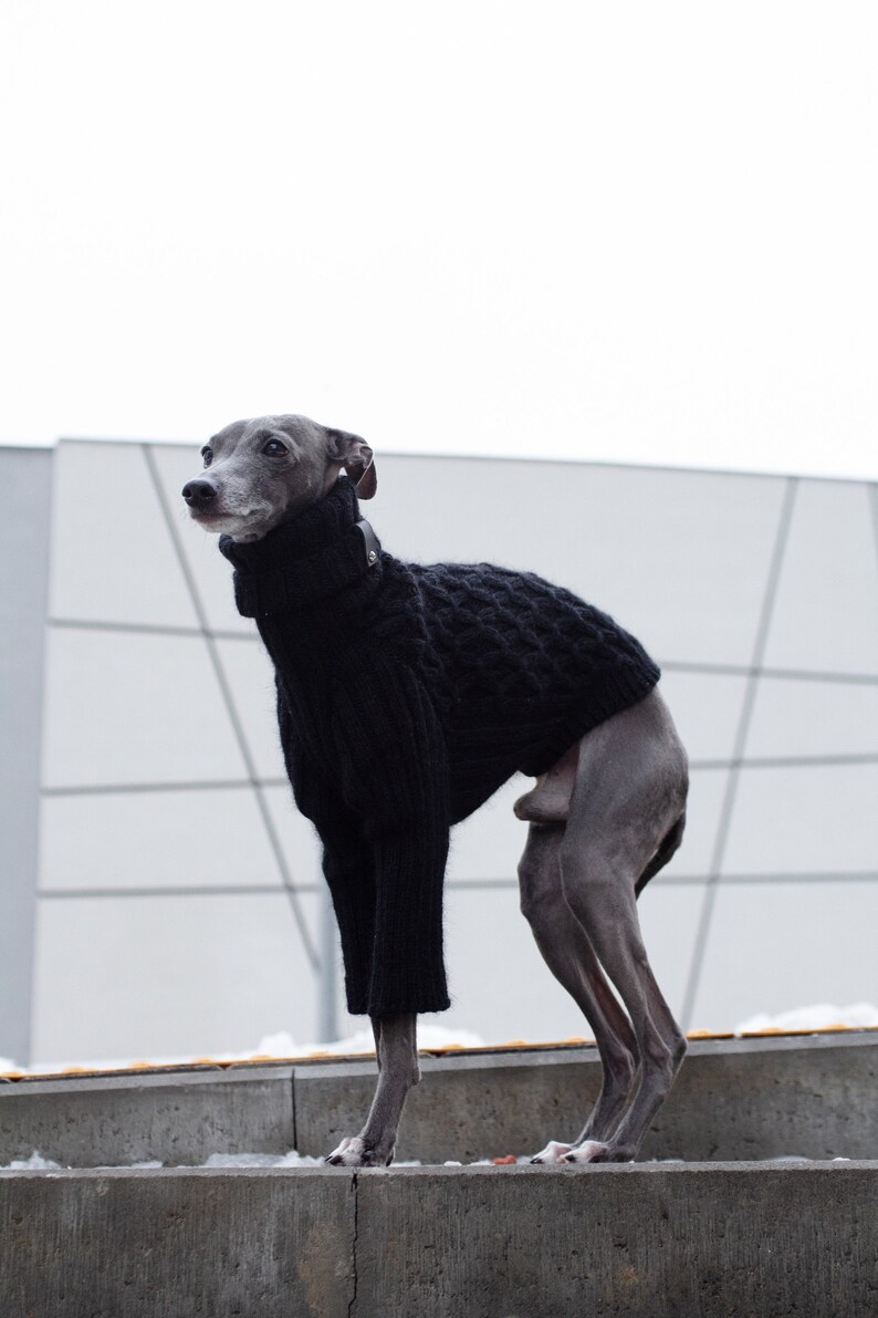 Merino Wool Knitted Sweater for Italian Greyhounds . Handmade Knit ...