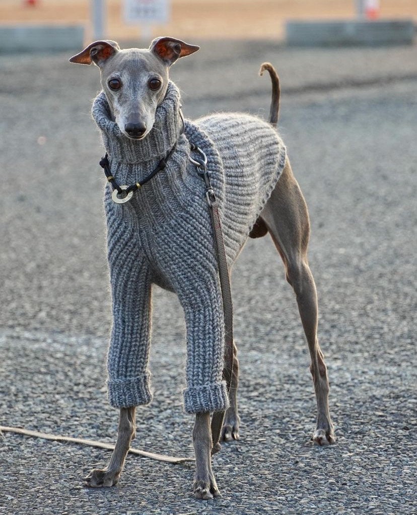 Knitted Sweater for Italian Greyhounds and Whippets . Handmade Knit ...