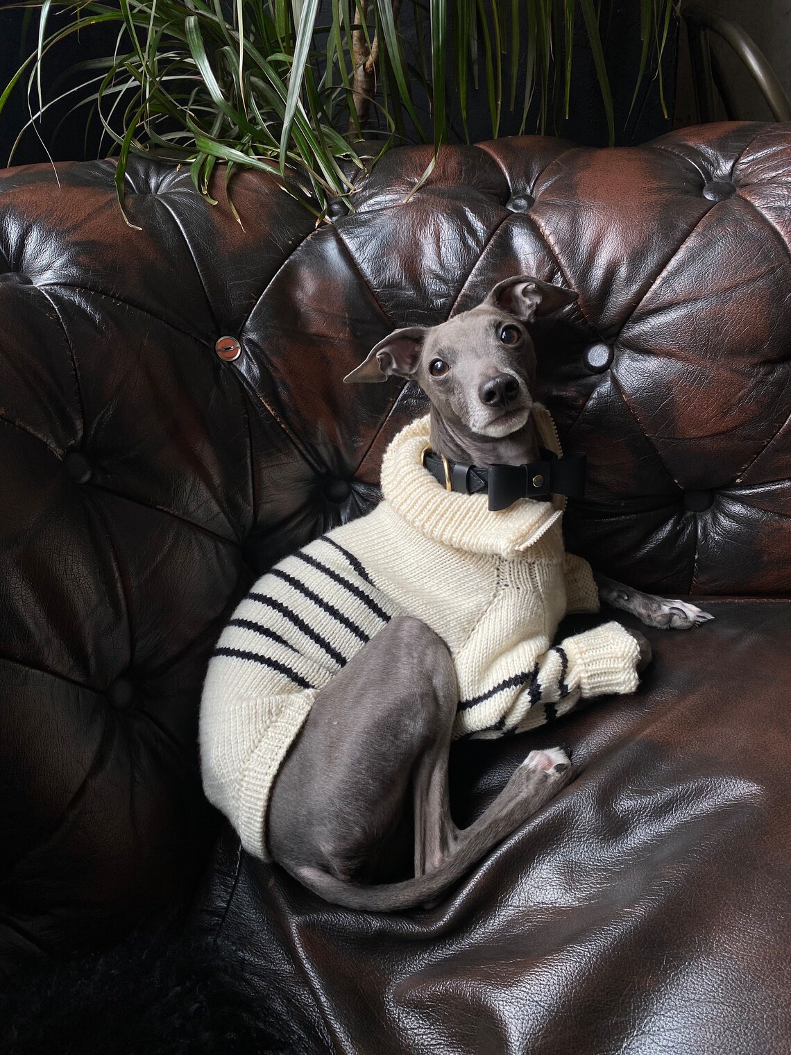 Half Zip Knitted Sweater for Italian Greyhounds and Whippets . Handmade ...