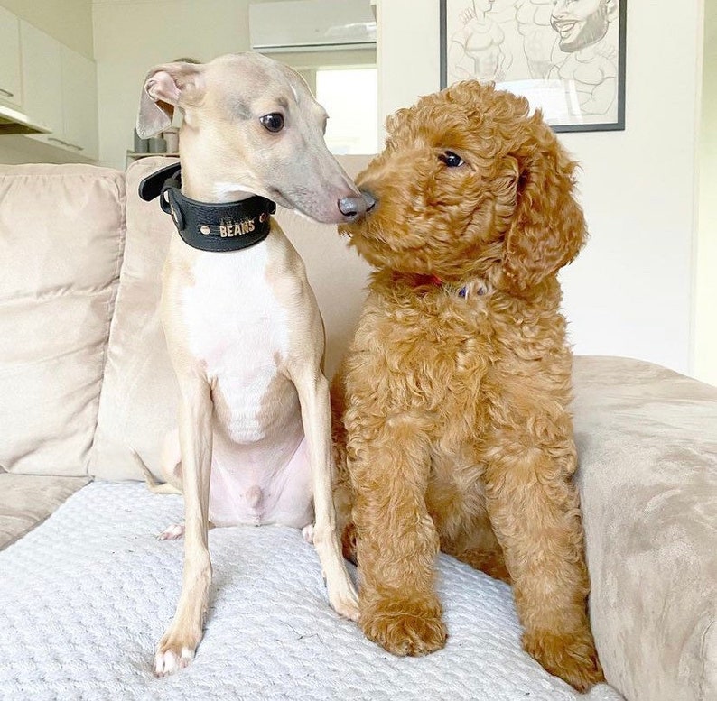 Personalized Wide Collars for Italian Greyhounds and Whippets. - Etsy