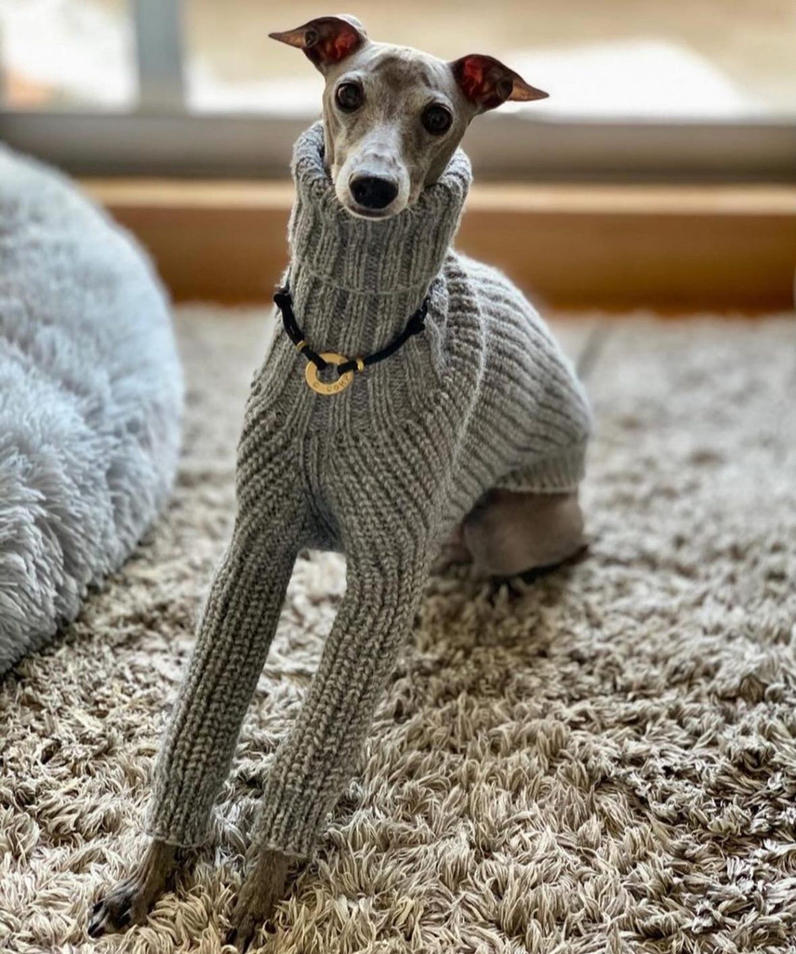 Knitted Sweater for Italian Greyhounds and Whippets . Handmade Knit ...