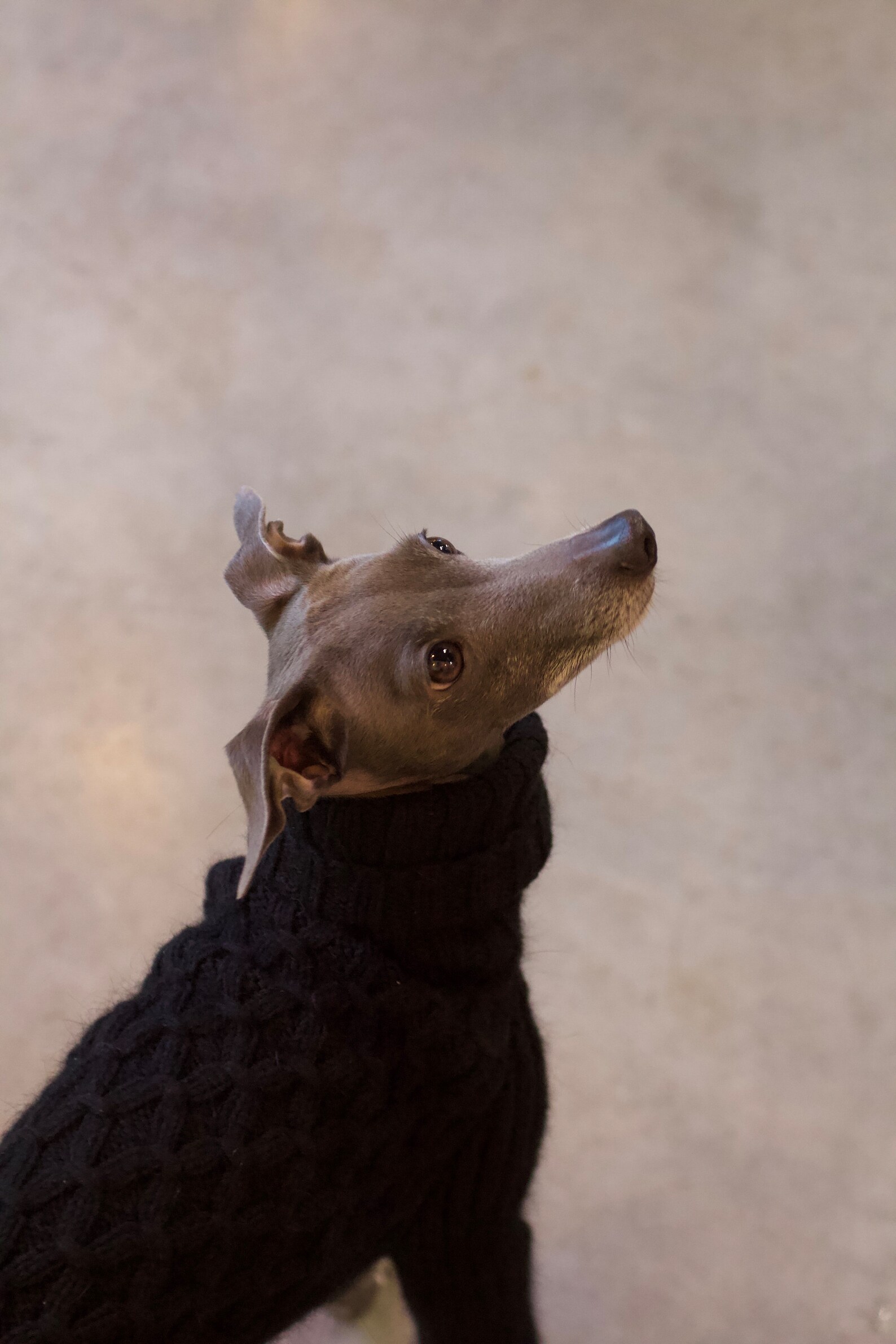 Merino Wool Knitted Sweater for Italian Greyhounds . Handmade Knit ...