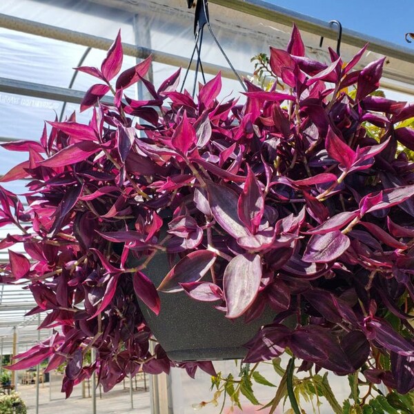 Wandering Jew Plant - Etsy