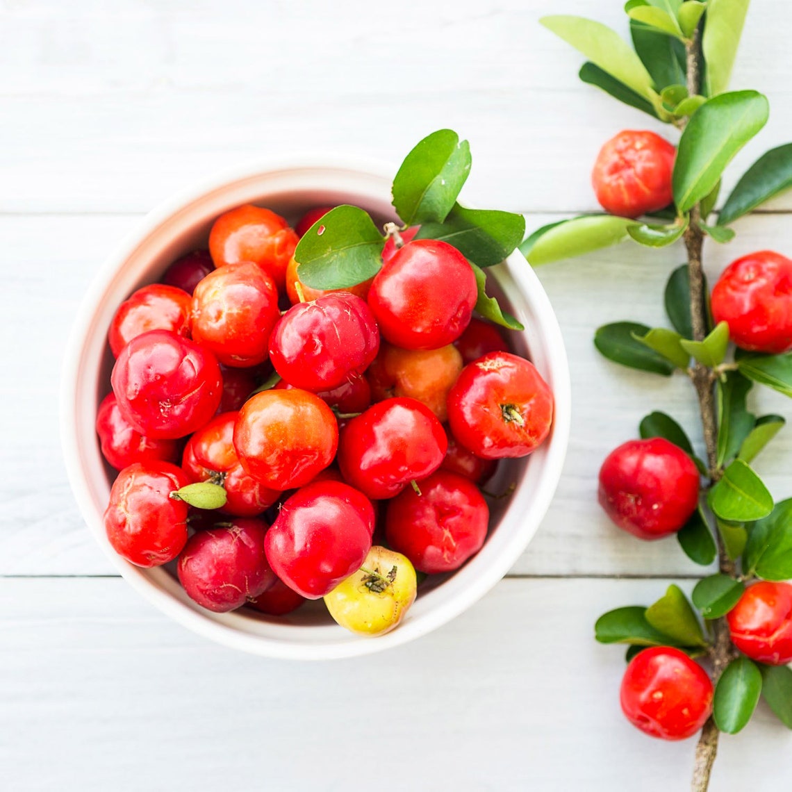 Acerola Cherry Cherry Fruit Tree Live Plant Barbados | Etsy