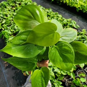 Heart Shape Leaf Philodendron Live Plant - Etsy