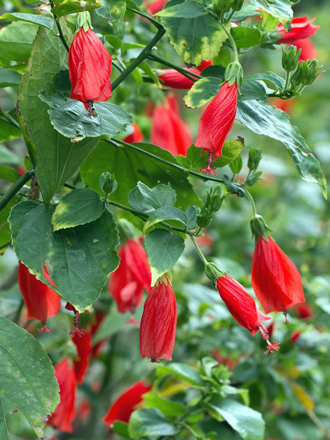 Turk's Cap Hibiscus Red Sleepy Hibiscus 1 Live Plant 5 to 7 Tall - Etsy