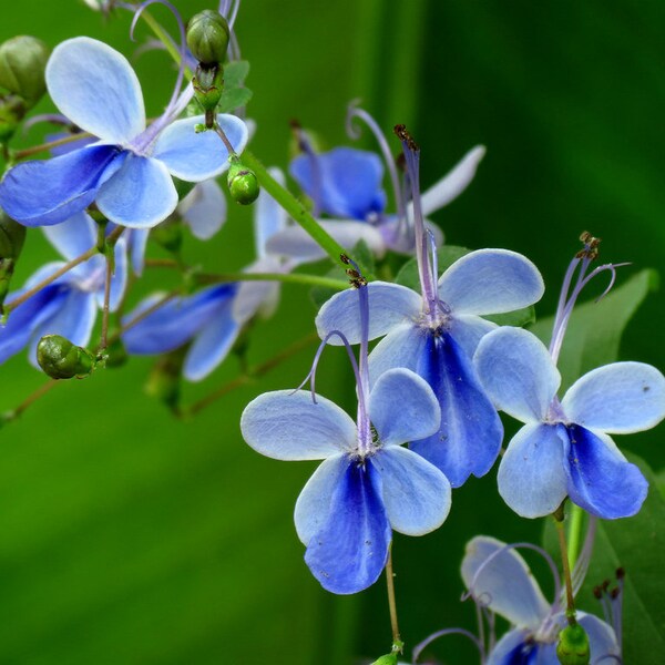 Butterfly Wing Plant - Etsy