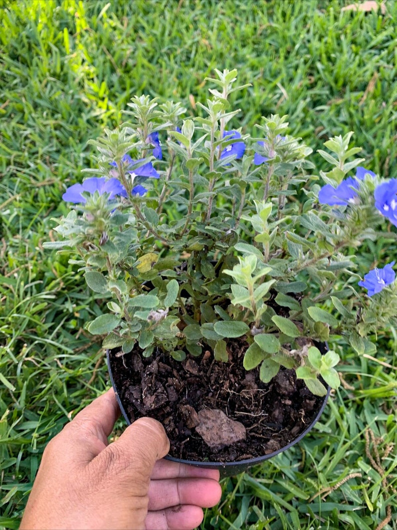Blue Daze Plant Evolvulus Nuttallianus Blue Bush Fast | Etsy