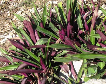 Dwarf Moses in the Cradle/ Boat Lily/ Oyster Plant - Etsy