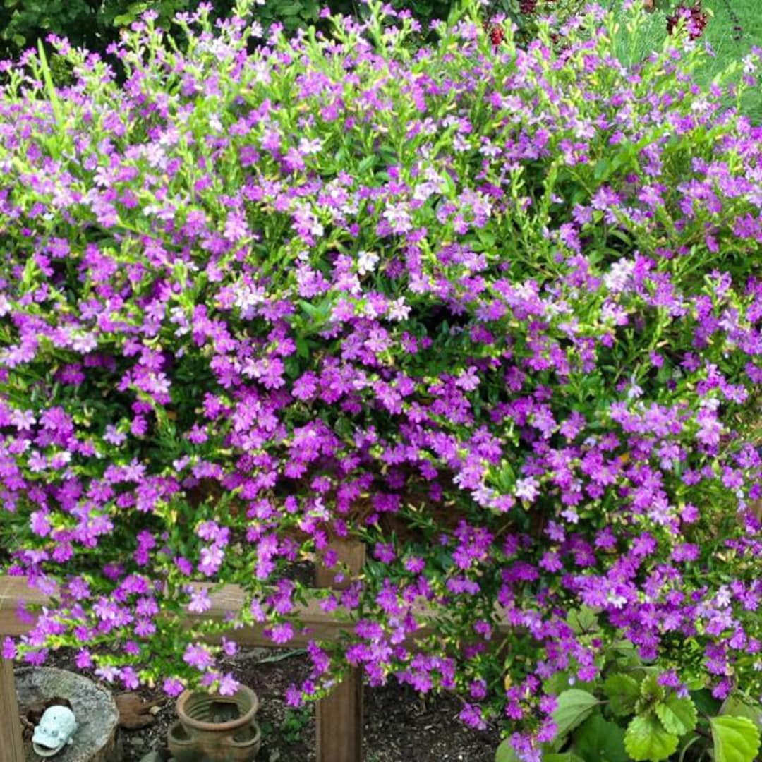 Allyson Mexican Heather Purple Allyson Mexican Heather Plant Cuphea ...