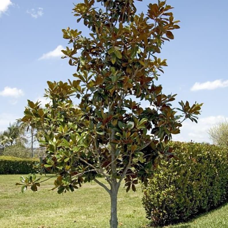 Magnolia Grandiflora Southern Magnolia Tree Live Plant - Etsy