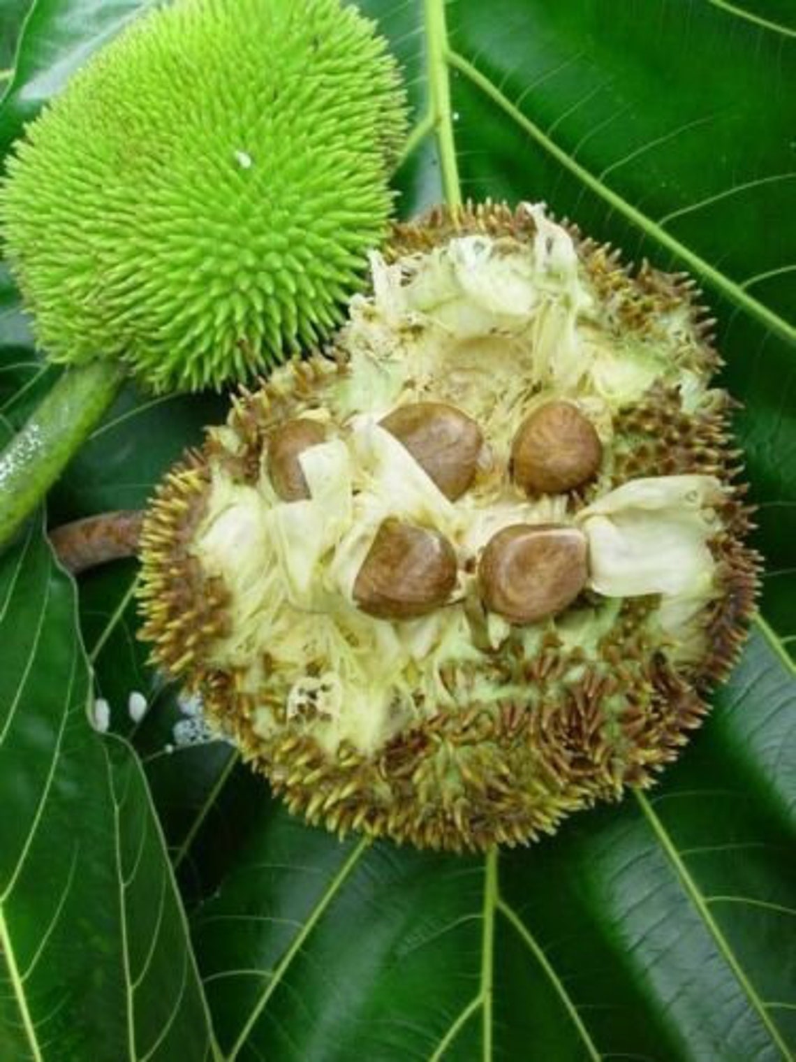 Breadnut Live Plant Artocarpus Camansi Panapen De Pepitas - Etsy