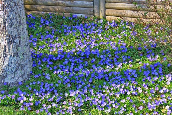 Periwinkle Ground Cover