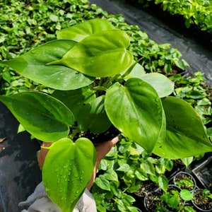 Heart Shape Leaf Philodendron Live Plant - Etsy