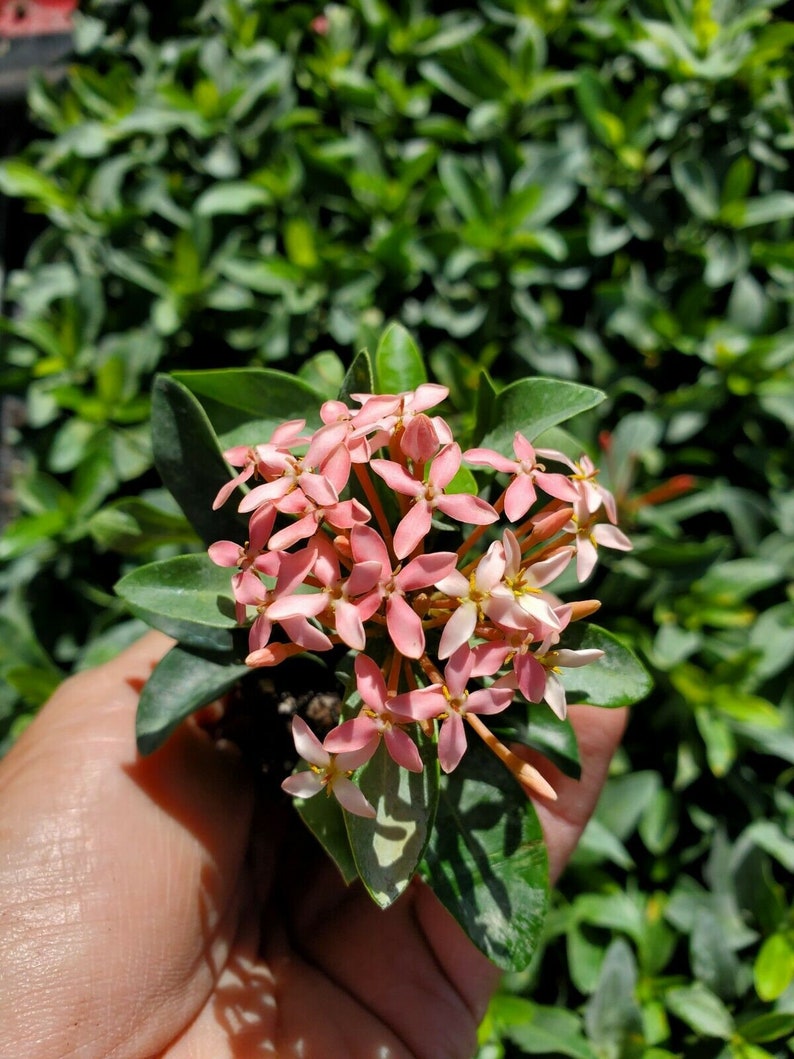 Dwarf Pink Ixora Live Plants Miniature Taiwanensis Starter | Etsy