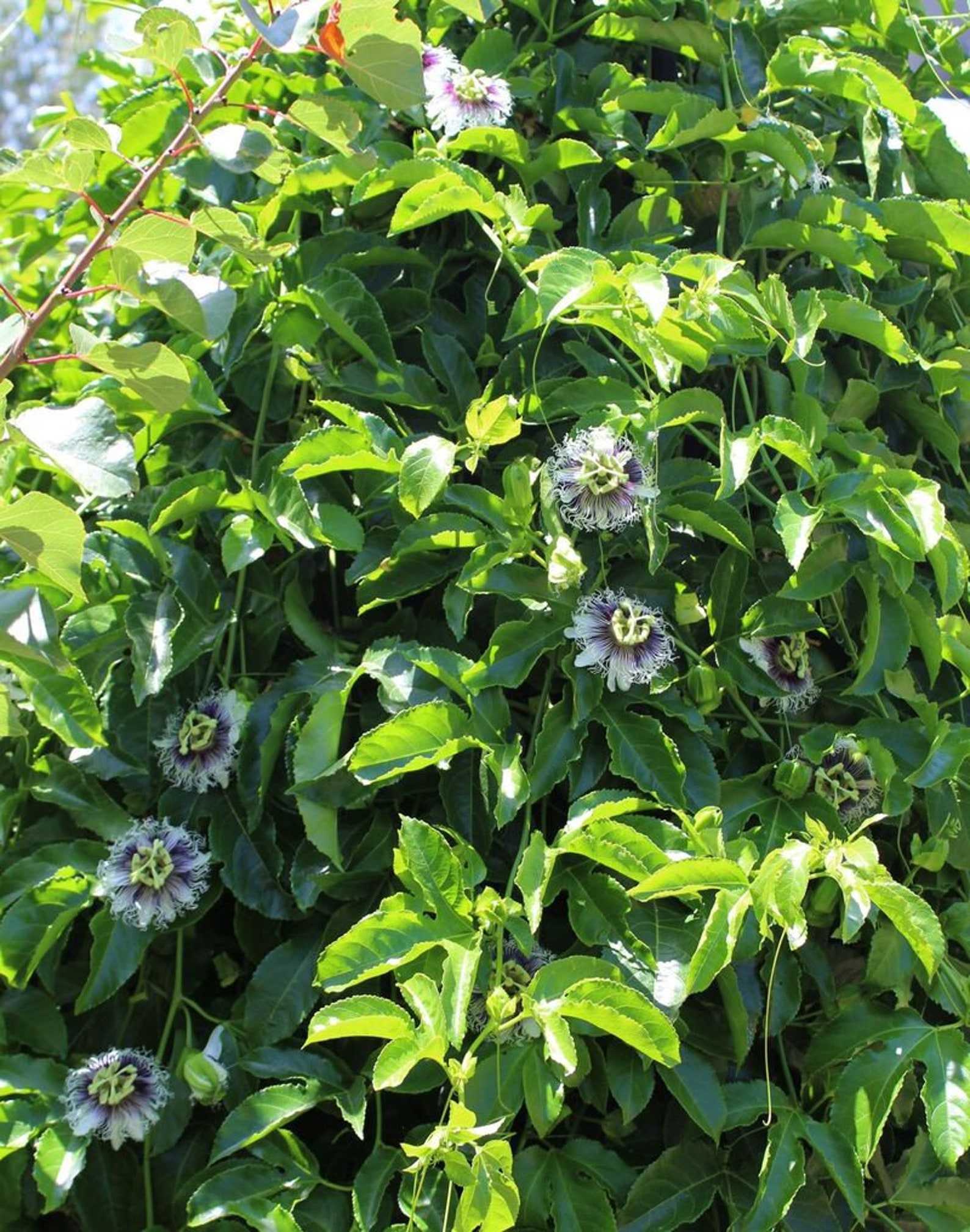 Purple Possum Passion Fruit Live Plant Etsy