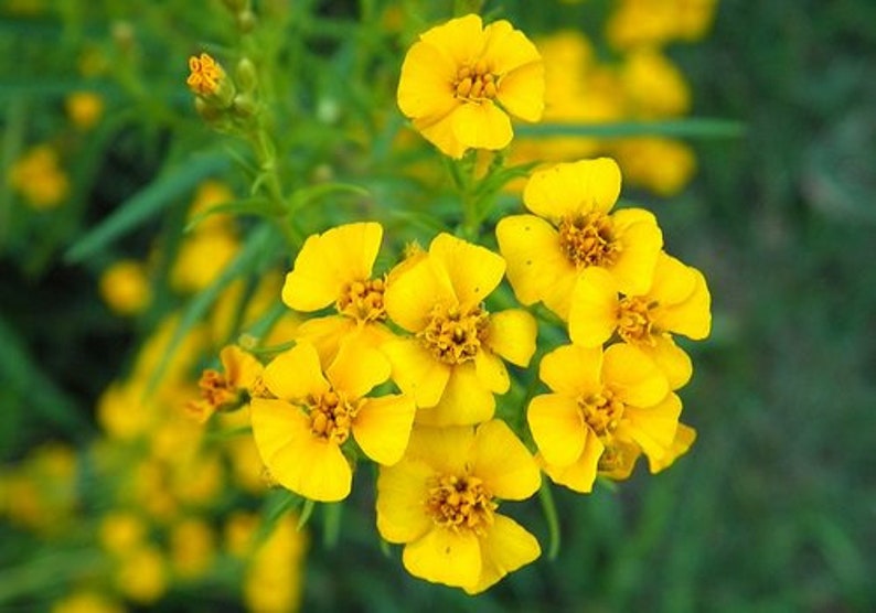 Tagetes Lucida Mexican Tarragon Anise Live Plant 4 Inch | Etsy