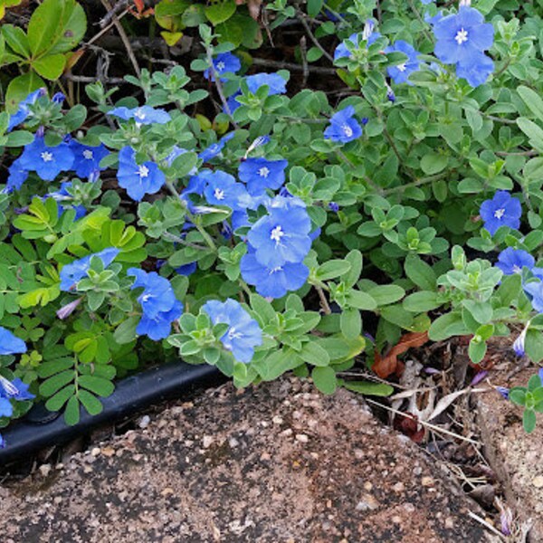 Blue Flower Plant - Etsy