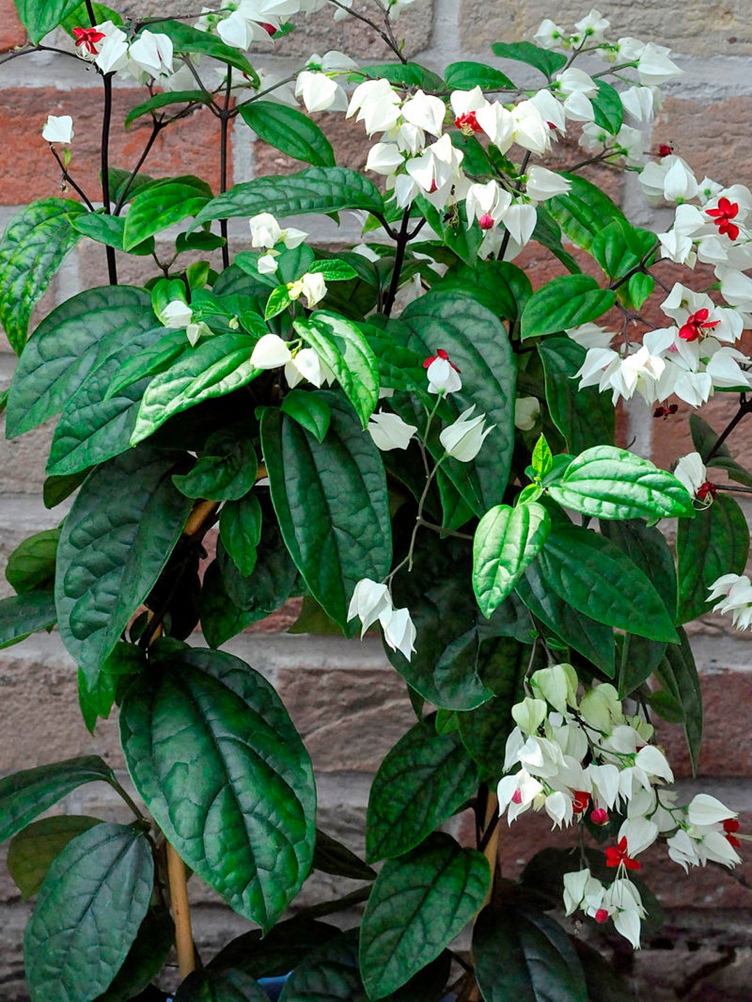 Clerodendrum Thomsoniae