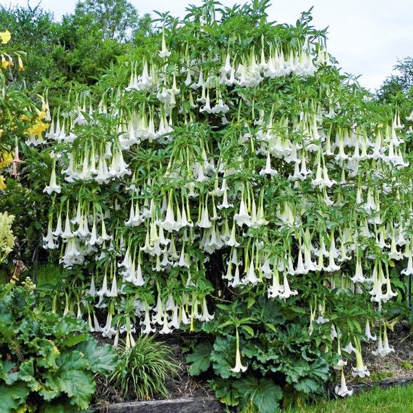Trumpet Vine Live Plant - Etsy