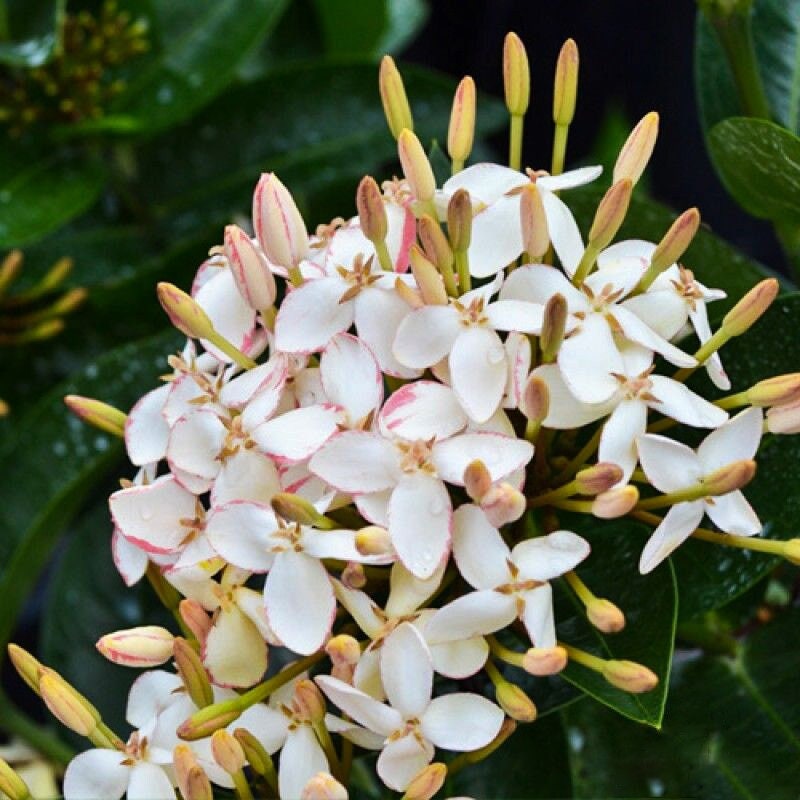 White Ixora Plant