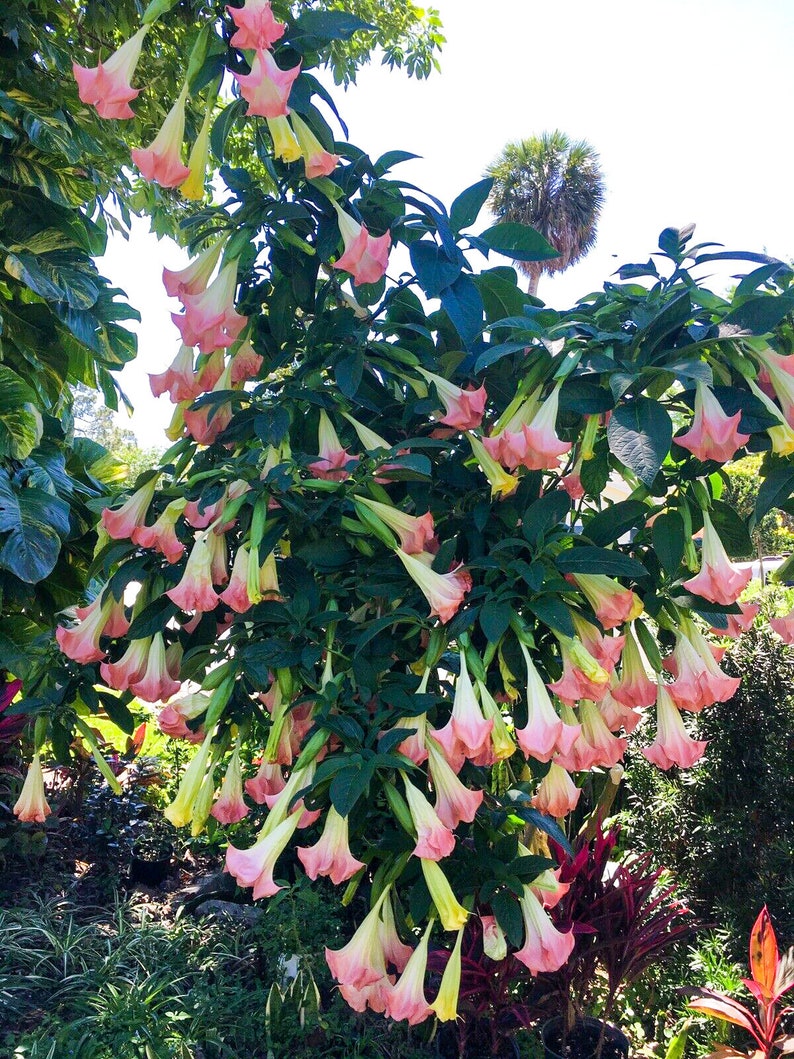 Angel Trumpet Big Pink White Bloom Live Plant 6 Tall | Etsy