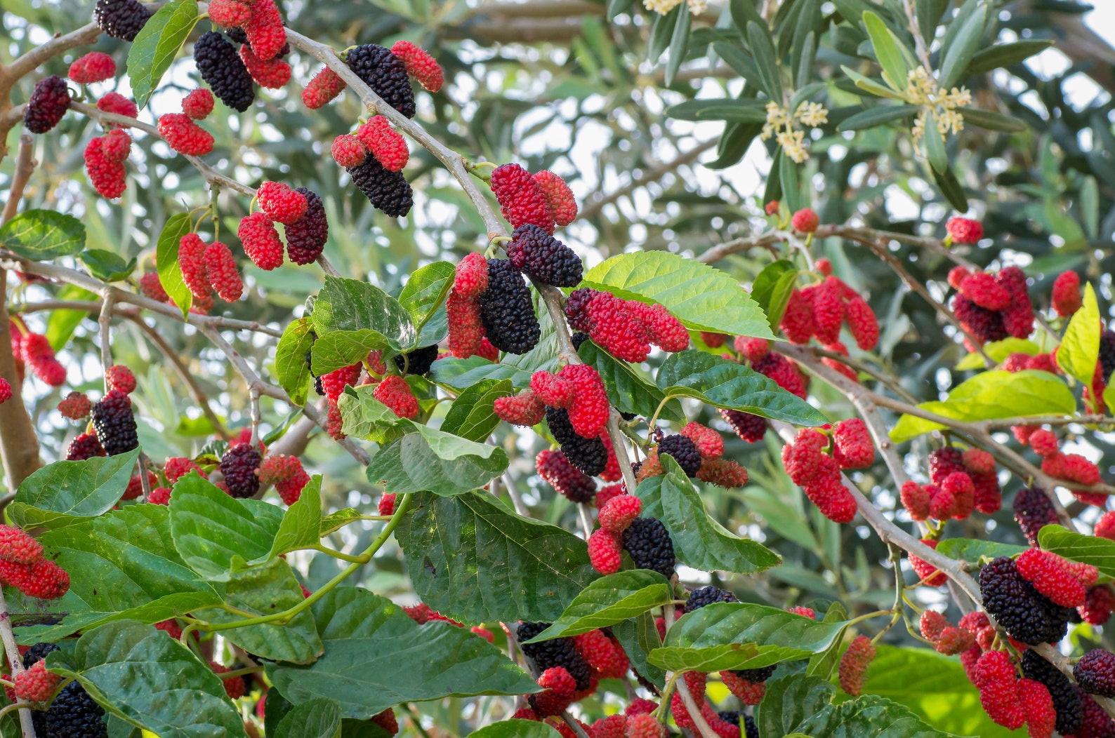 Mulberry Tree Dwarf Everbearing Morus Nigra Live Plant | Etsy UK