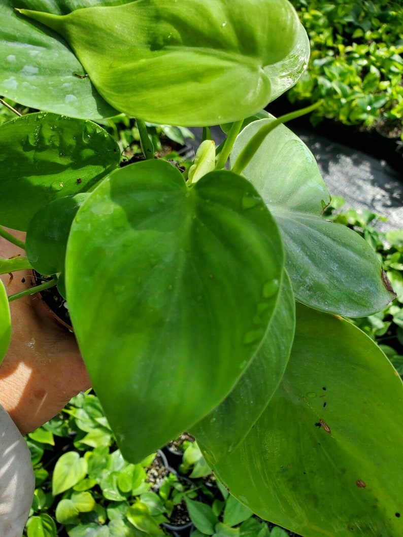 Heart Shape Leaf Philodendron Live Plant - Etsy