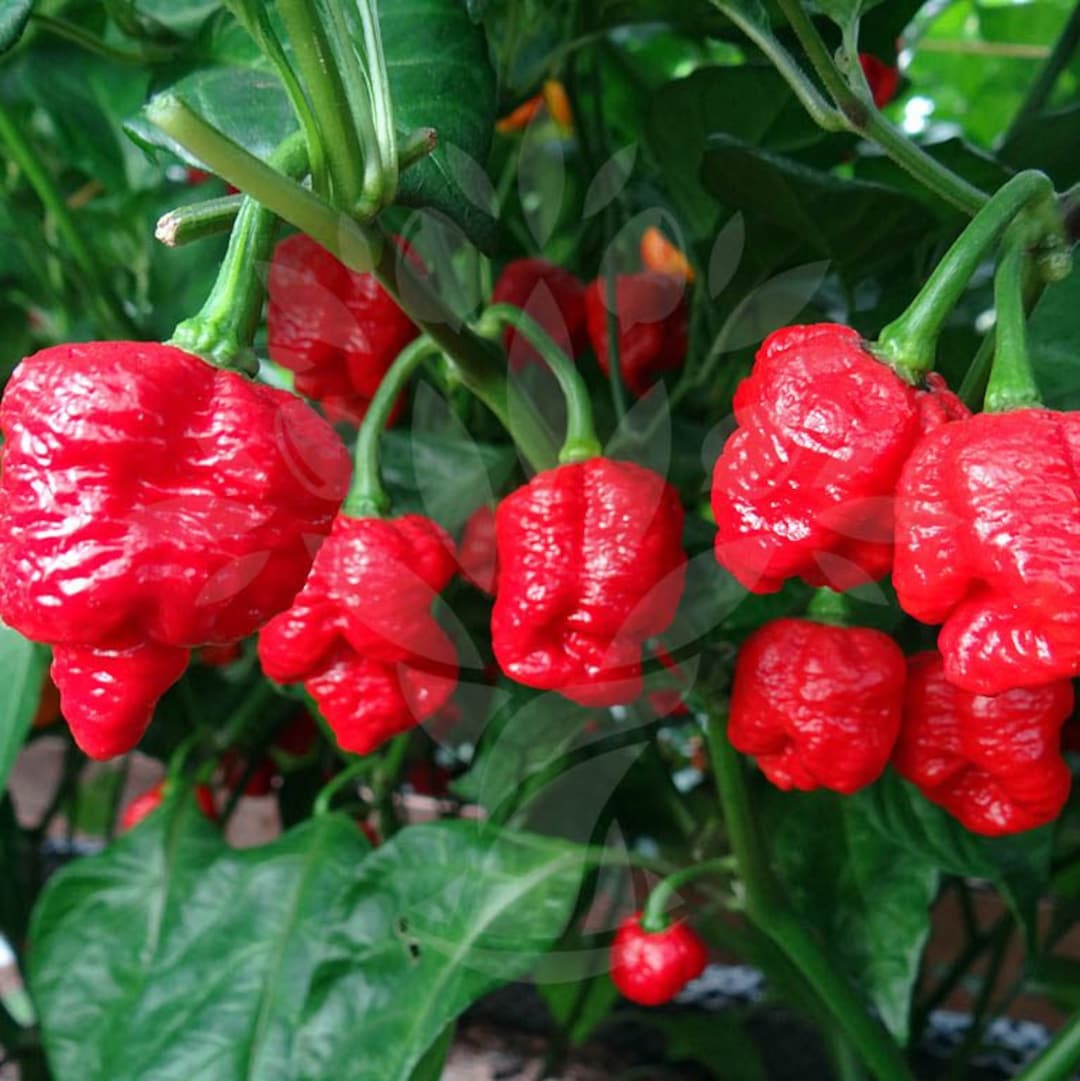3 Trinidad Moruga Scorpion Super Hot Pepper 3 Live Plant - Etsy