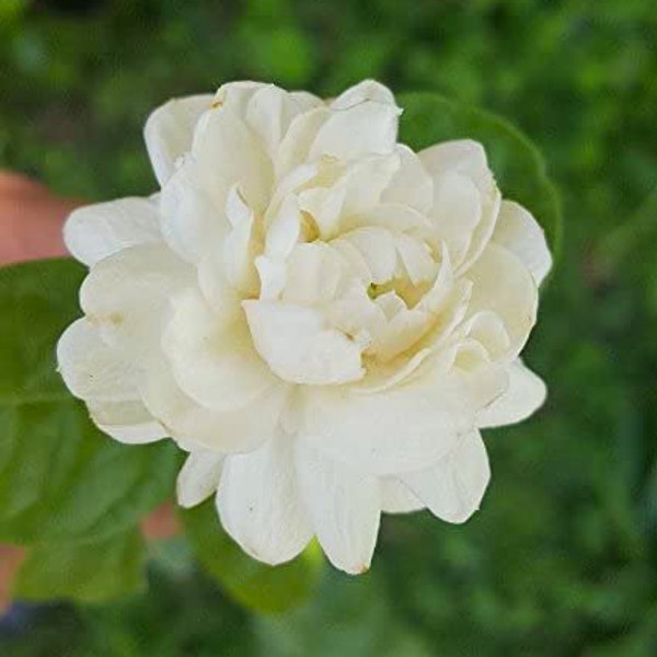 Grand Duke of Tuscany Jasmine - Etsy