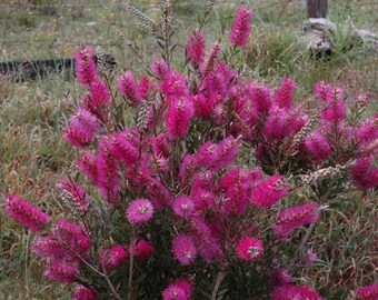Bottlebrush Plant | Etsy