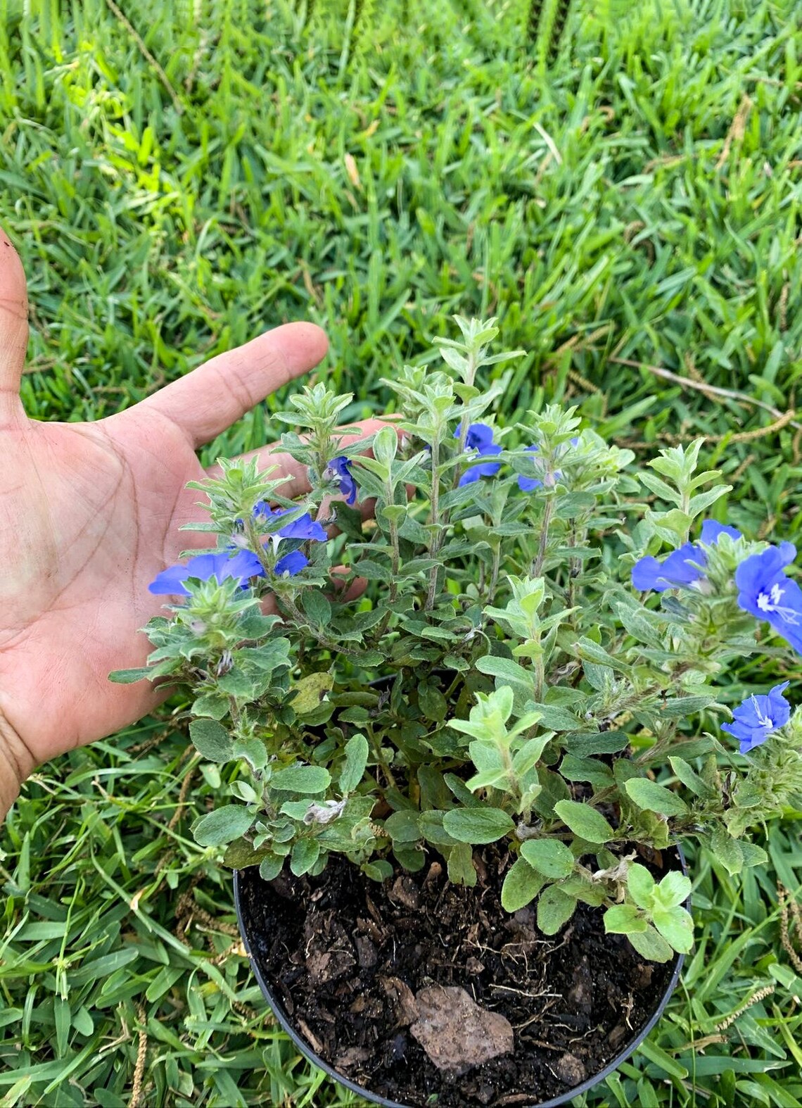 Blue Daze Plant Evolvulus Nuttallianus Blue Bush Fast | Etsy