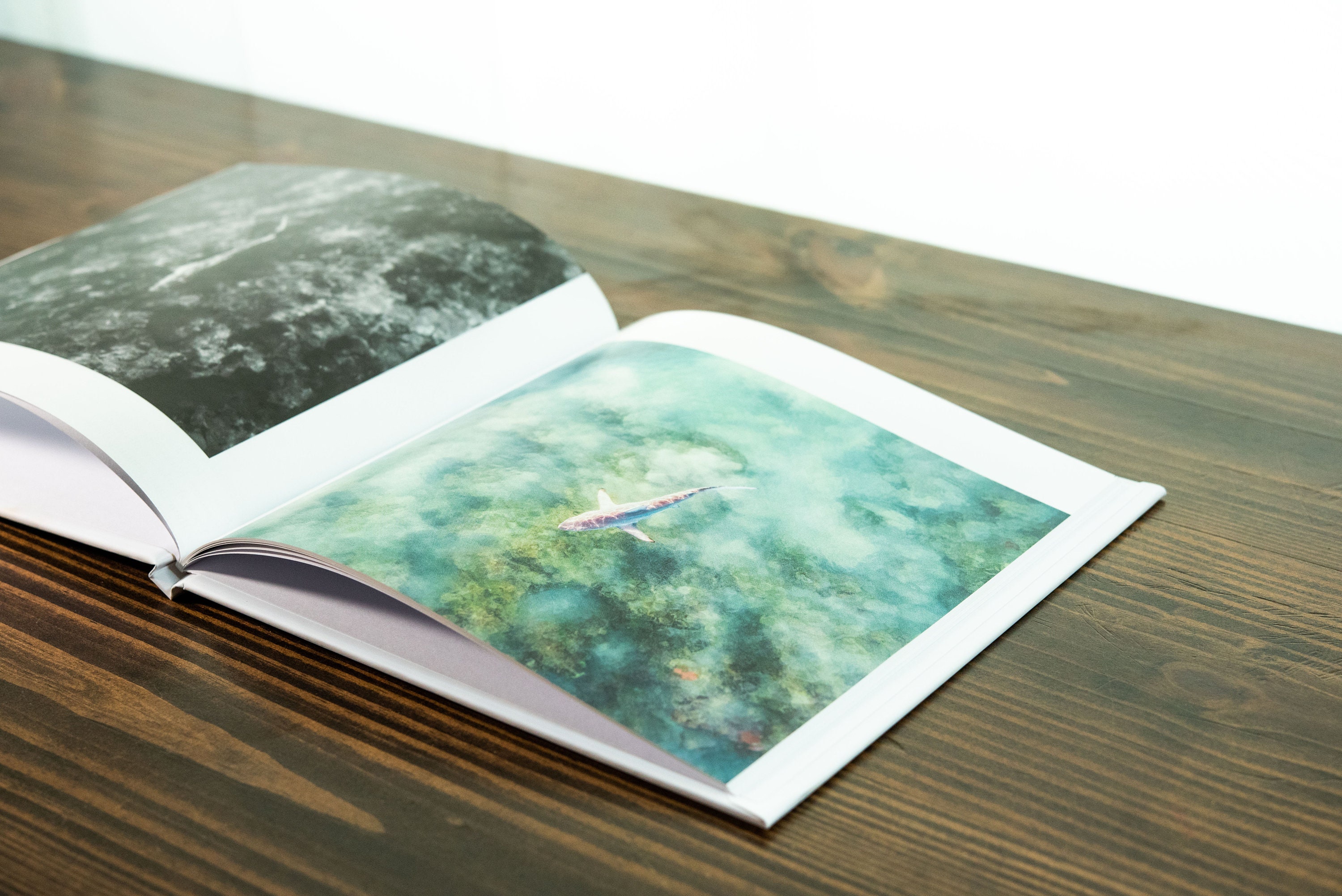 Sharks of Stuart Photo Book - Coffee Table Book - Photography - Etsy