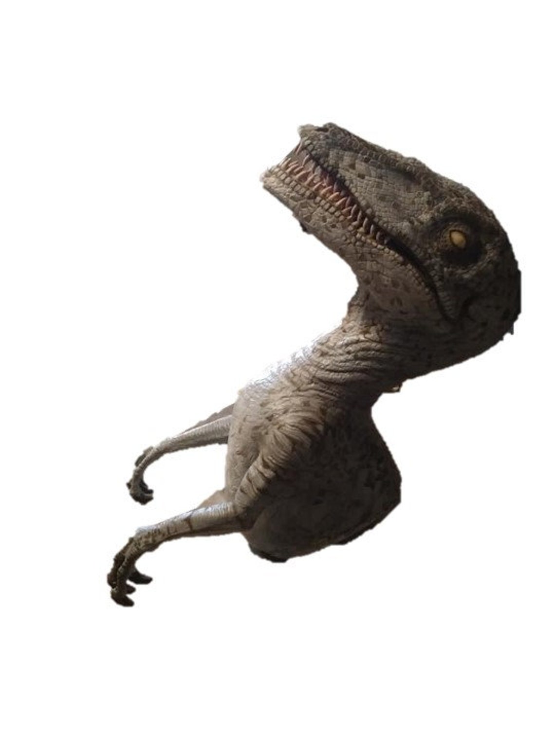 Velociraptor Half Body Display - Etsy