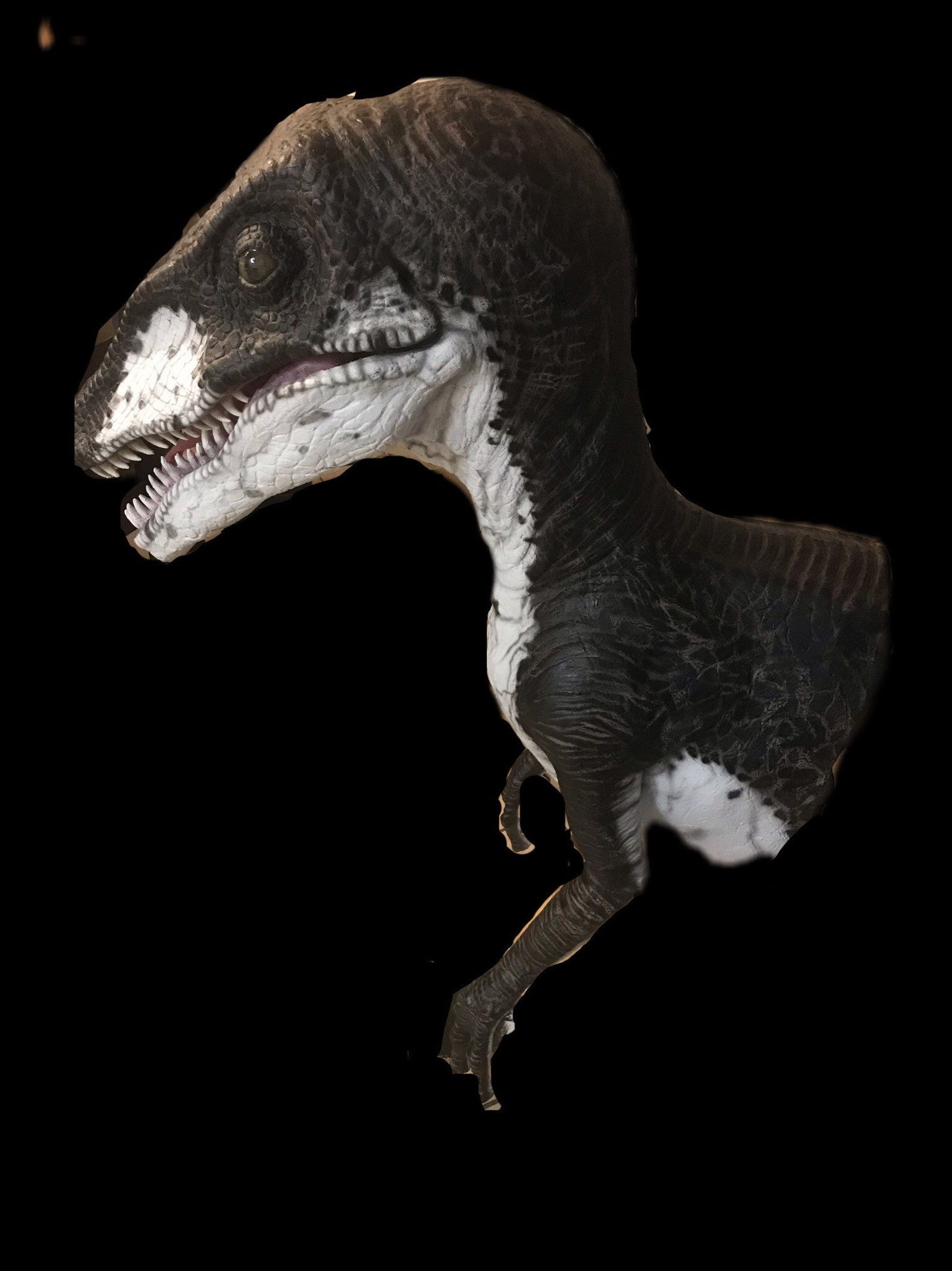 Velociraptor Half Body Display - Etsy