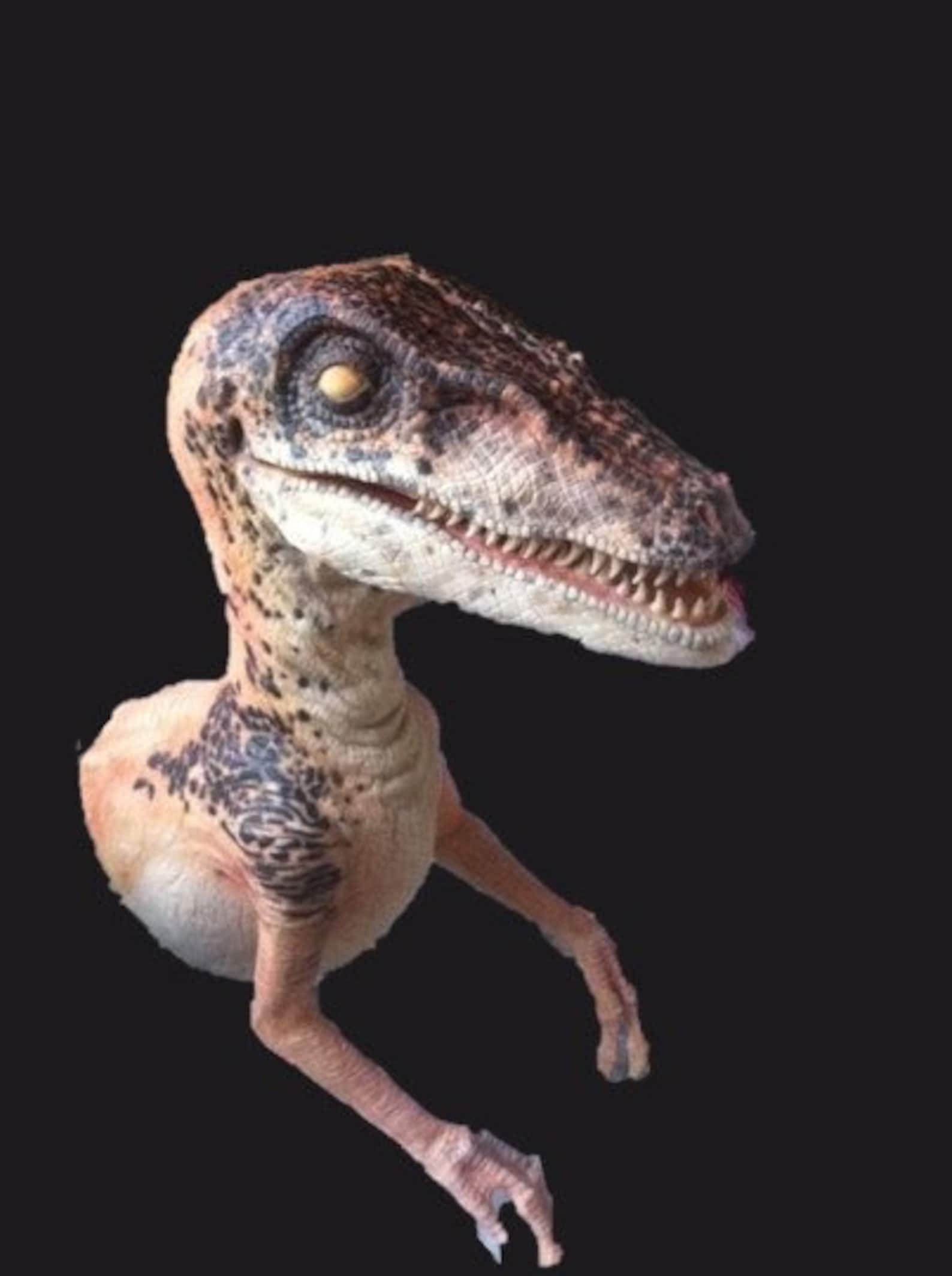 Velociraptor Half Body Display - Etsy