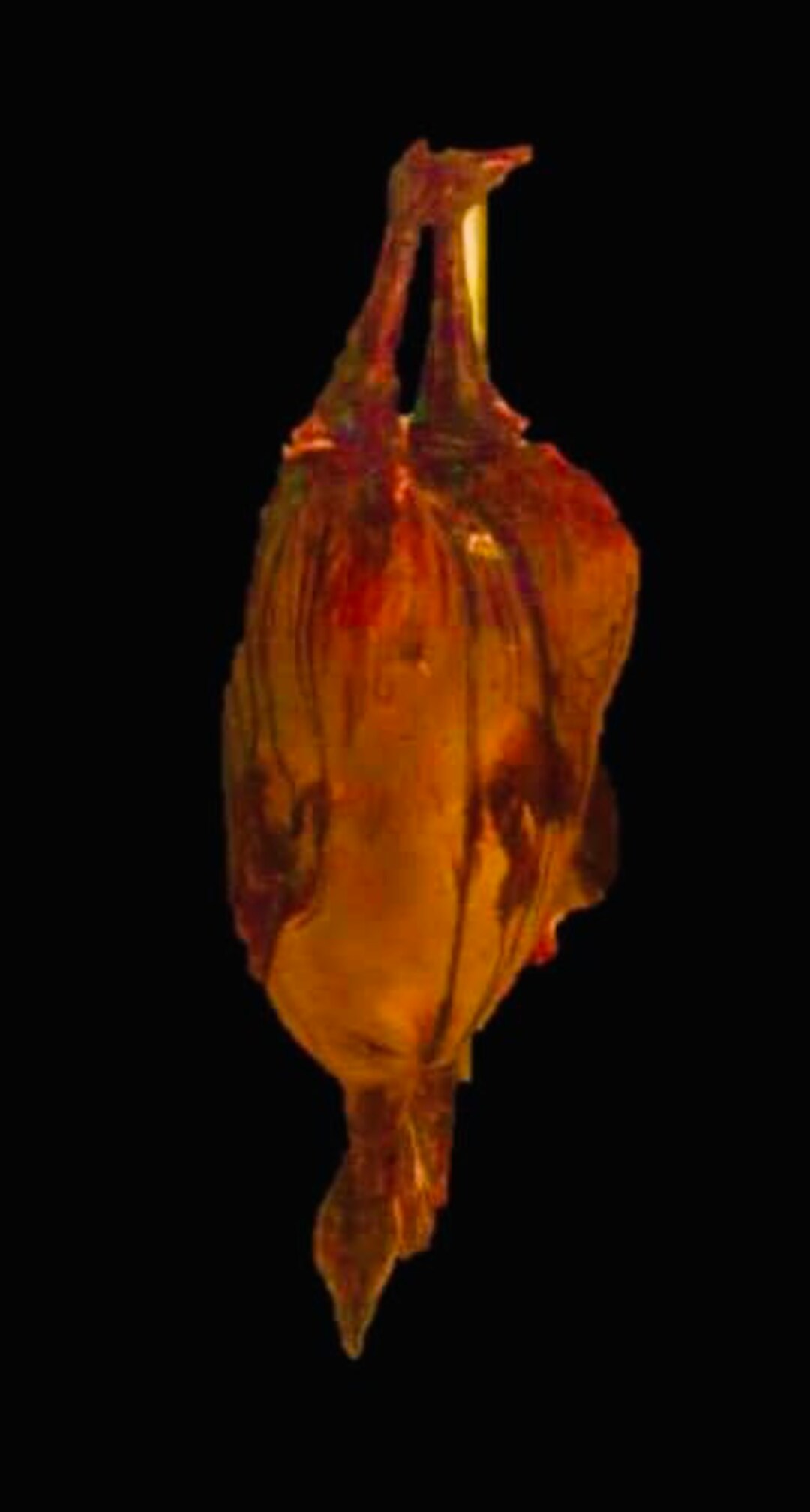 Butchered Turkey Prop - Etsy