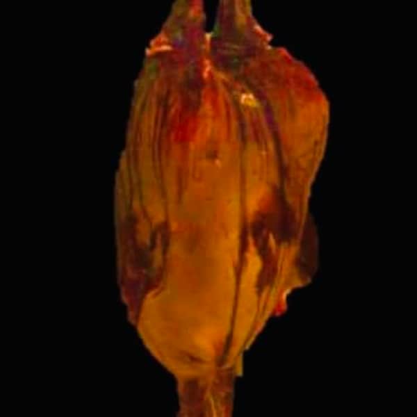 Fake Turkey Prop - Etsy