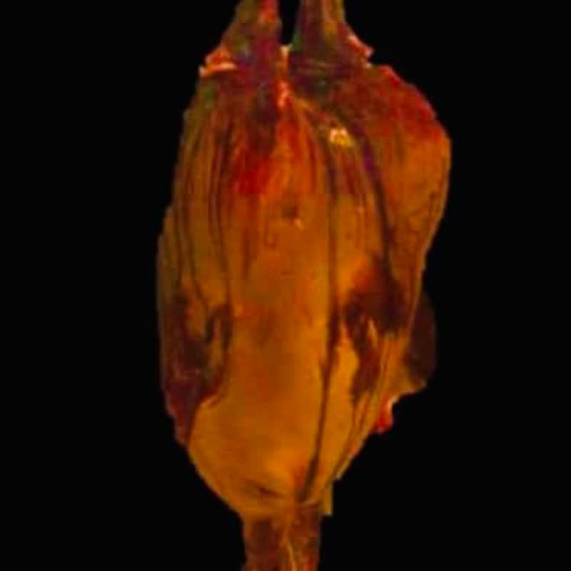 Fake Turkey Prop - Etsy