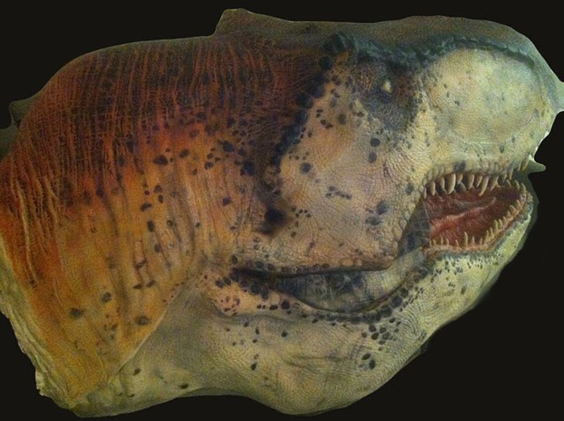 T-rex Full Size Exotic Head Display - Etsy